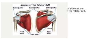 rotator cuff anatomy and its pathologies | PPTX
