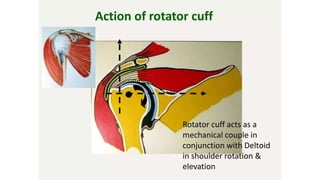 rotator cuff anatomy and its pathologies | PPTX