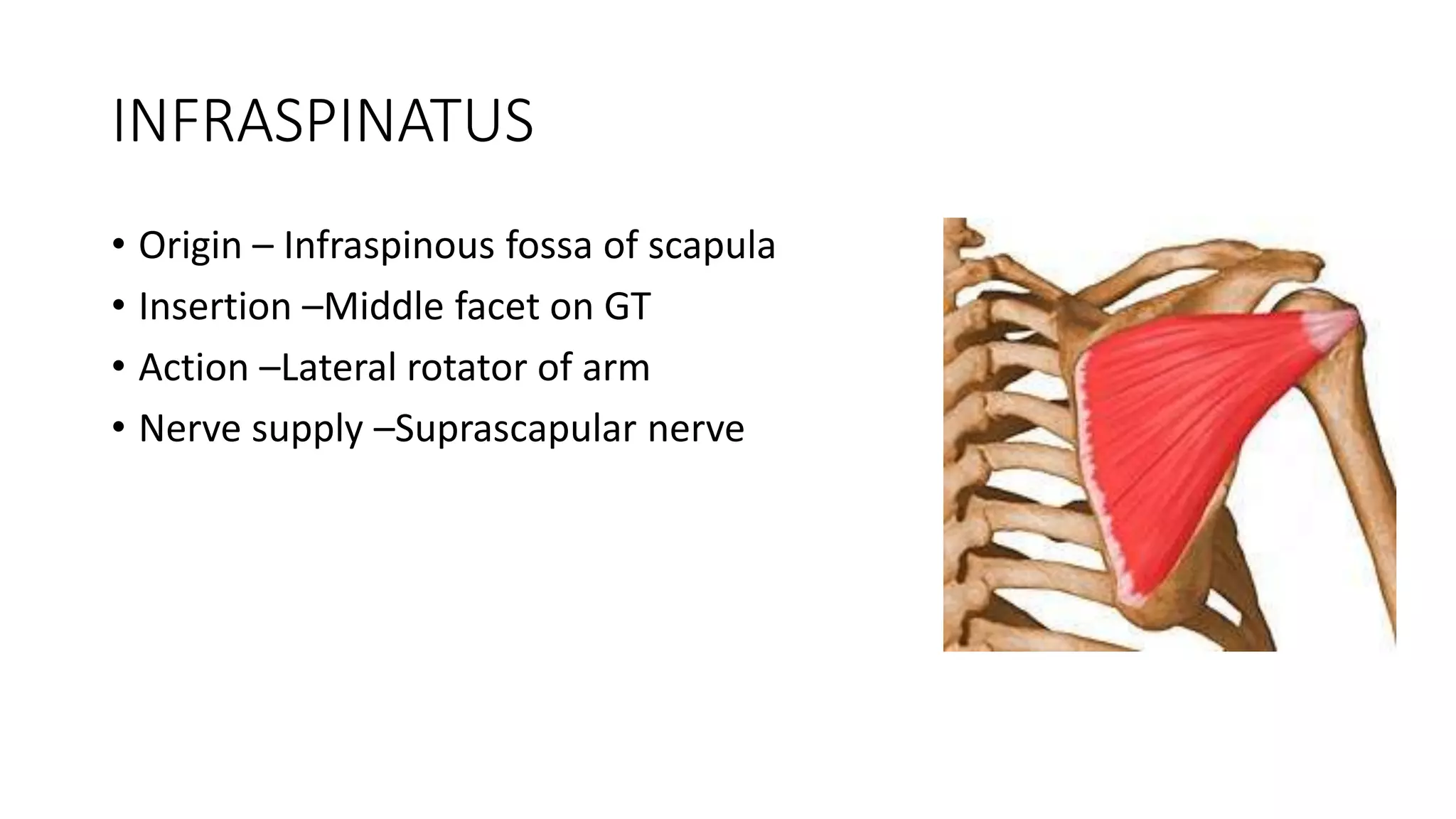 ROTATOR CUFF[4273].pptx