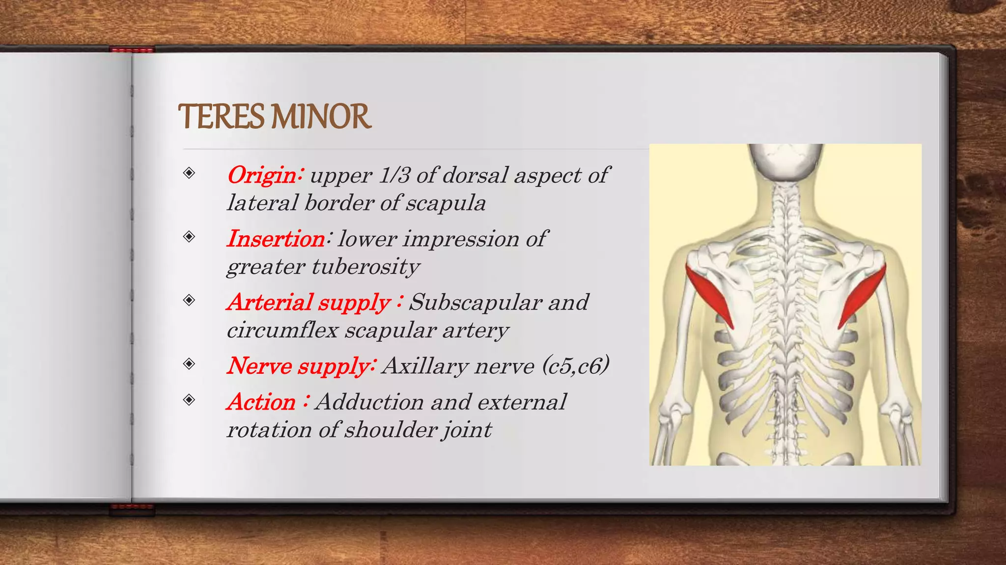 Rotator cuff ppt | PPTX