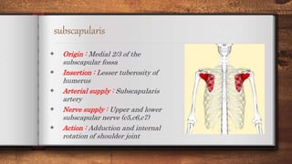 Rotator cuff ppt | PPTX