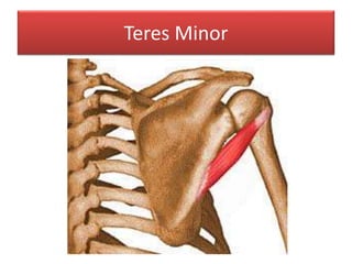 Rotator cuff muscles | PPTX
