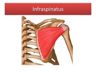 Rotator cuff muscles | PPTX