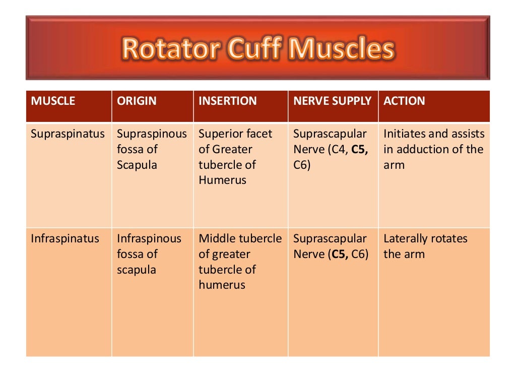 Rotator cuff muscles
