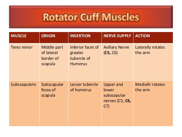 Rotator cuff muscles