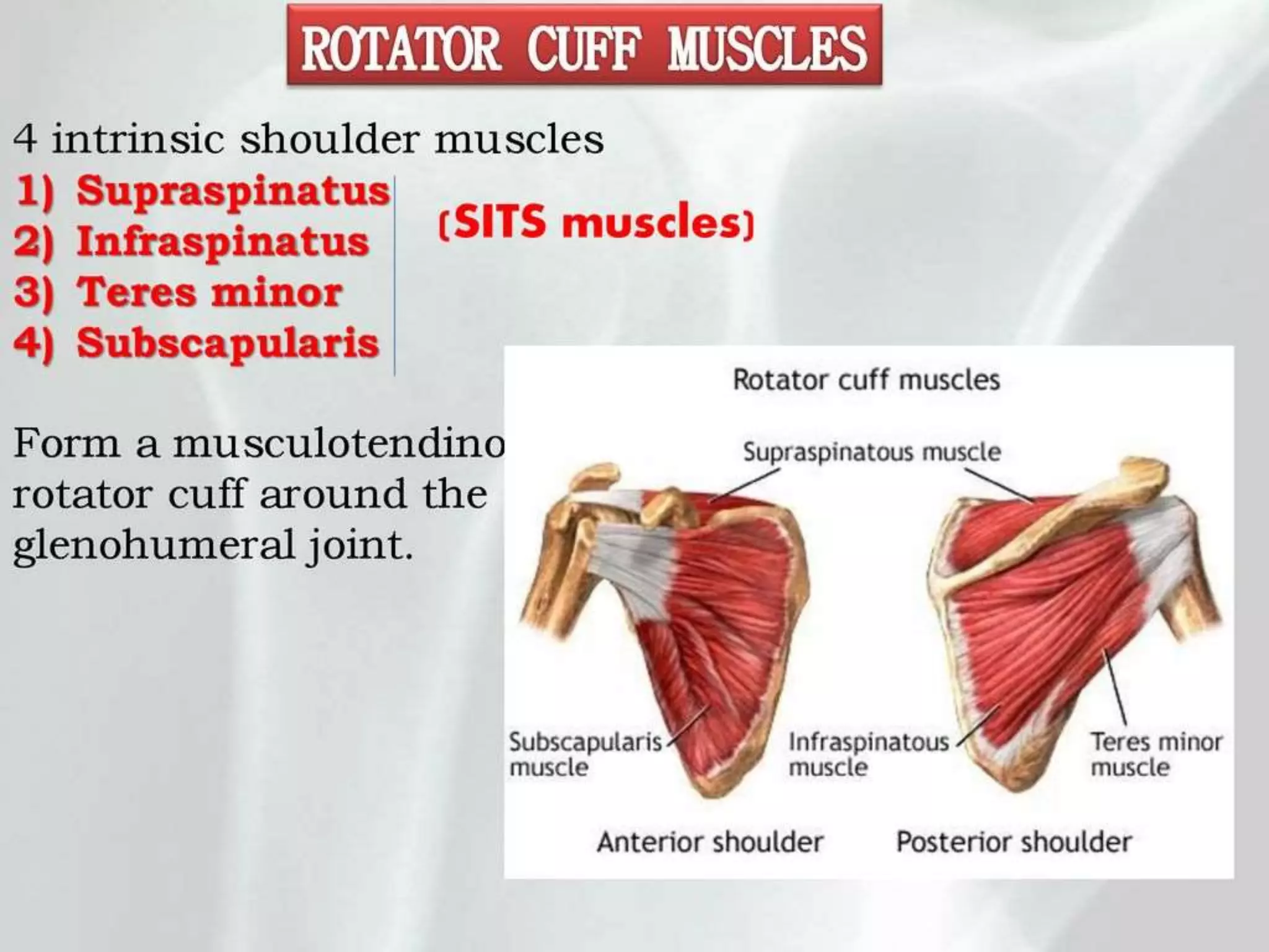 Rotator Cuff Muscles.pptx | Death, Injury, or Military Conflict ...