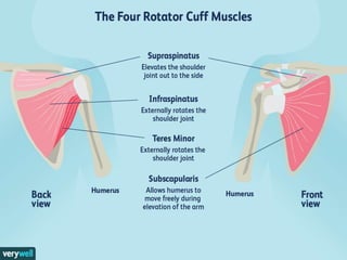 Rotator Cuff Muscles.pptx | Death, Injury, or Military Conflict ...