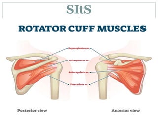 Rotator Cuff Muscles.pptx | Death, Injury, or Military Conflict ...