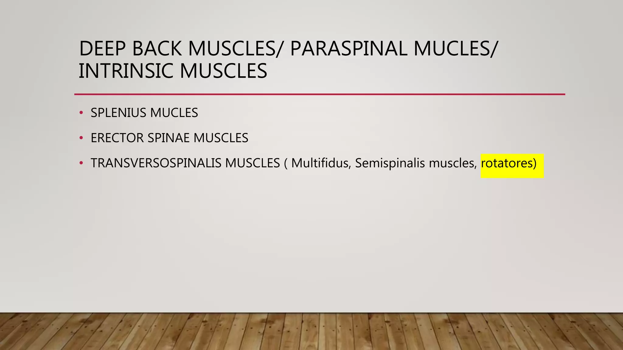 Rotatores .. (1) DEEP MUSCLE OF THE BACK | PPT