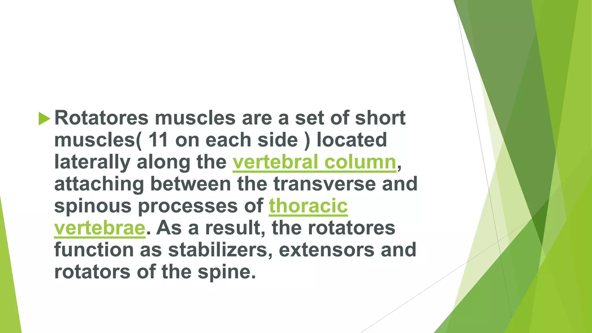 Rotatores .. (1) DEEP MUSCLE OF THE BACK | PPT