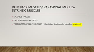 Rotatores .. (1) DEEP MUSCLE OF THE BACK | PPT