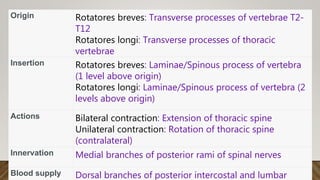Rotatores .. (1) DEEP MUSCLE OF THE BACK | PPT