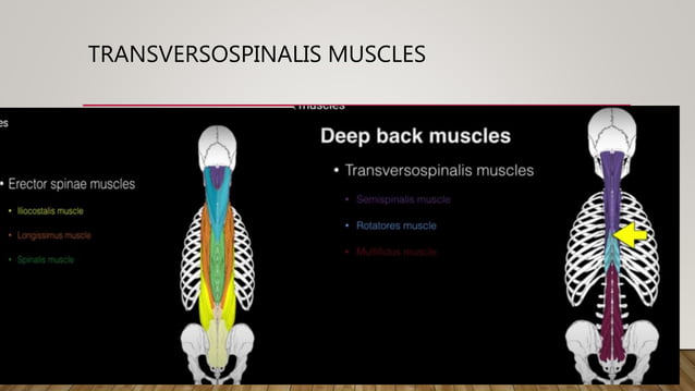 Rotatores .. (1) DEEP MUSCLE OF THE BACK | PPT