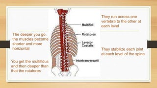 Rotatores .. (1) DEEP MUSCLE OF THE BACK | PPT