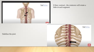 Rotatores .. (1) DEEP MUSCLE OF THE BACK | PPT