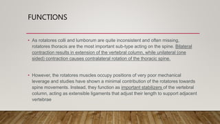 Rotatores .. (1) DEEP MUSCLE OF THE BACK | PPTX