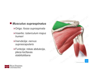 Rotatoru manšetes MR diagnostika | PPT