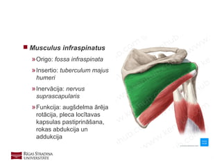 Rotatoru manšetes MR diagnostika | PPT