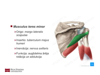 Rotatoru manšetes MR diagnostika | PPT