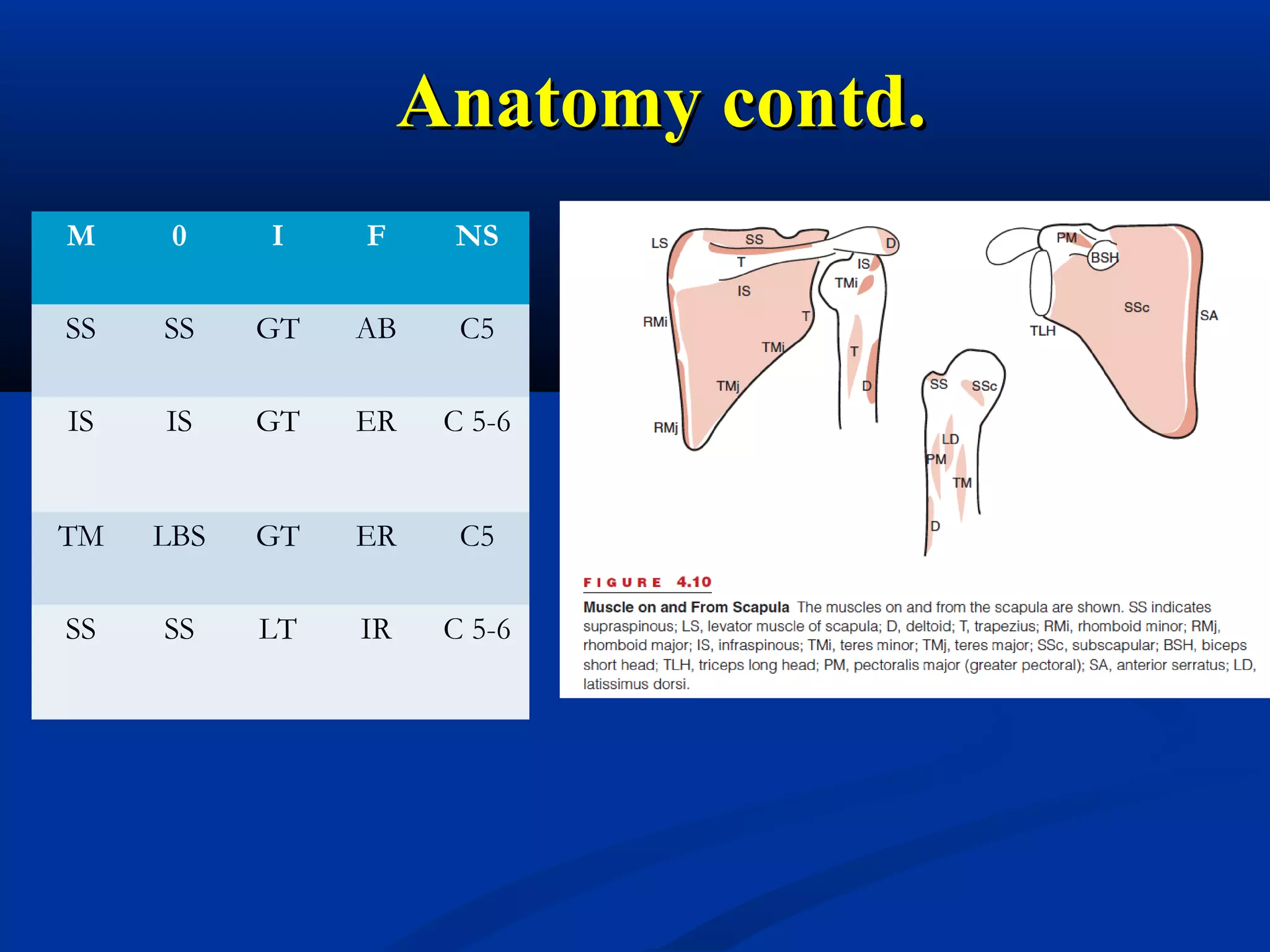Rotatory cuff syndrome & Scapular Dyskinesia | PPT
