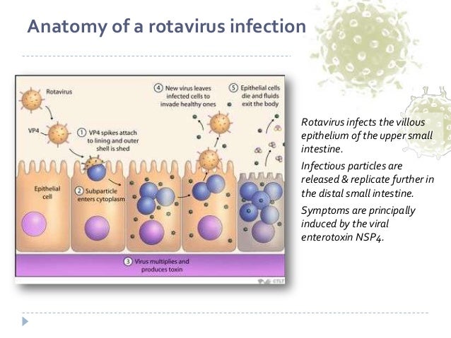 Unexpected findings prompt re-evaluation of how the intestine repairs ...
