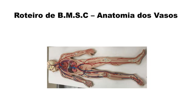 Roteiro anatomia vasos