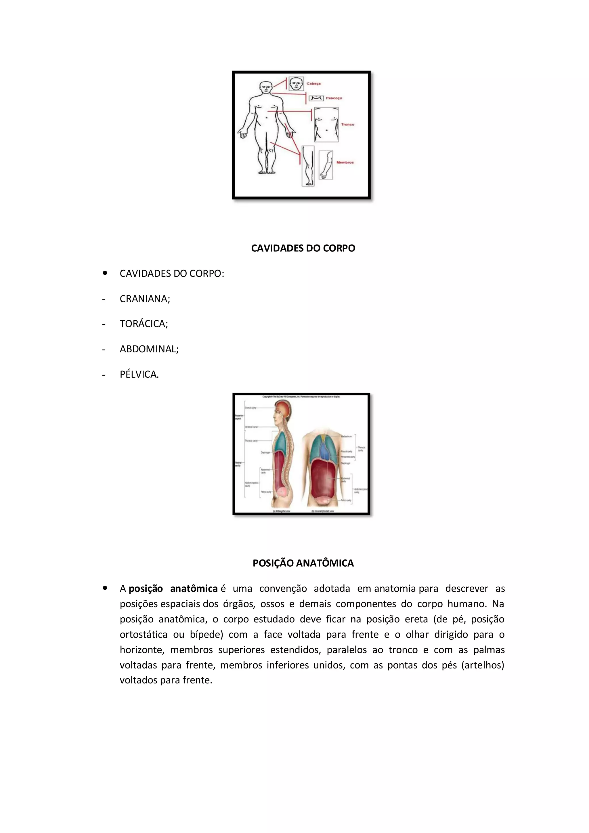 Roteiro de estudo anatomia pdf | PDF