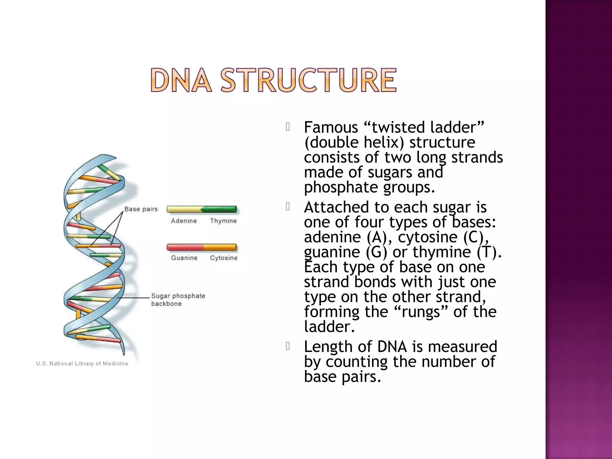 Applications of Knot Theory to DNA | PPT