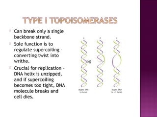 Applications of Knot Theory to DNA | PPT