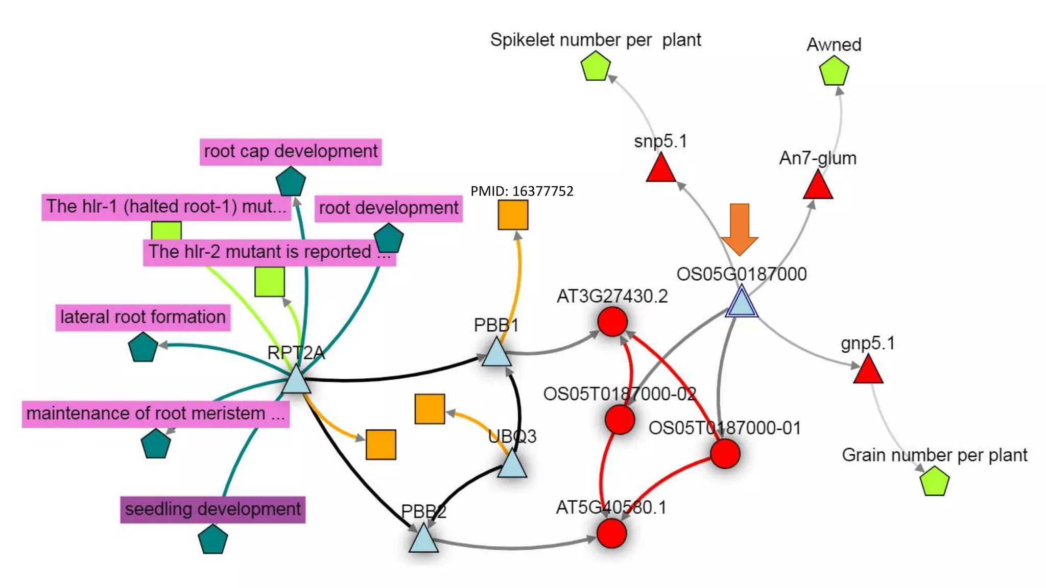 Introducing the KnetMiner Knowledge Graph: things, not strings | PPTX