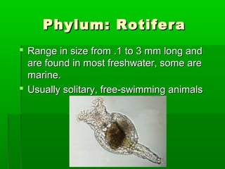 Phylum Rotifera | PPT