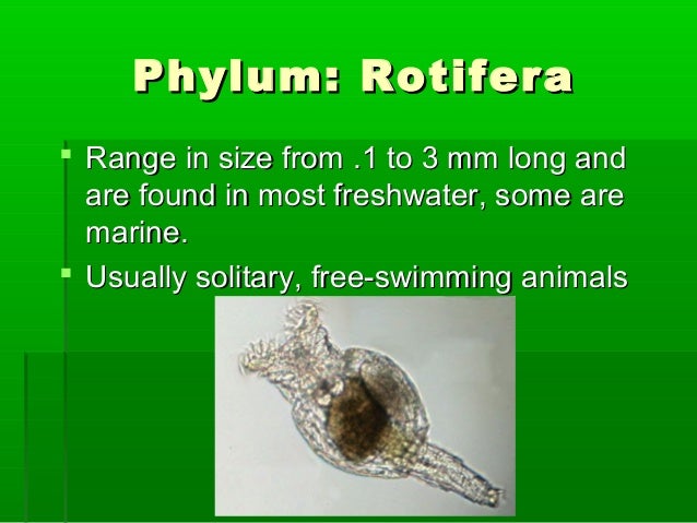 Phylum Rotifera