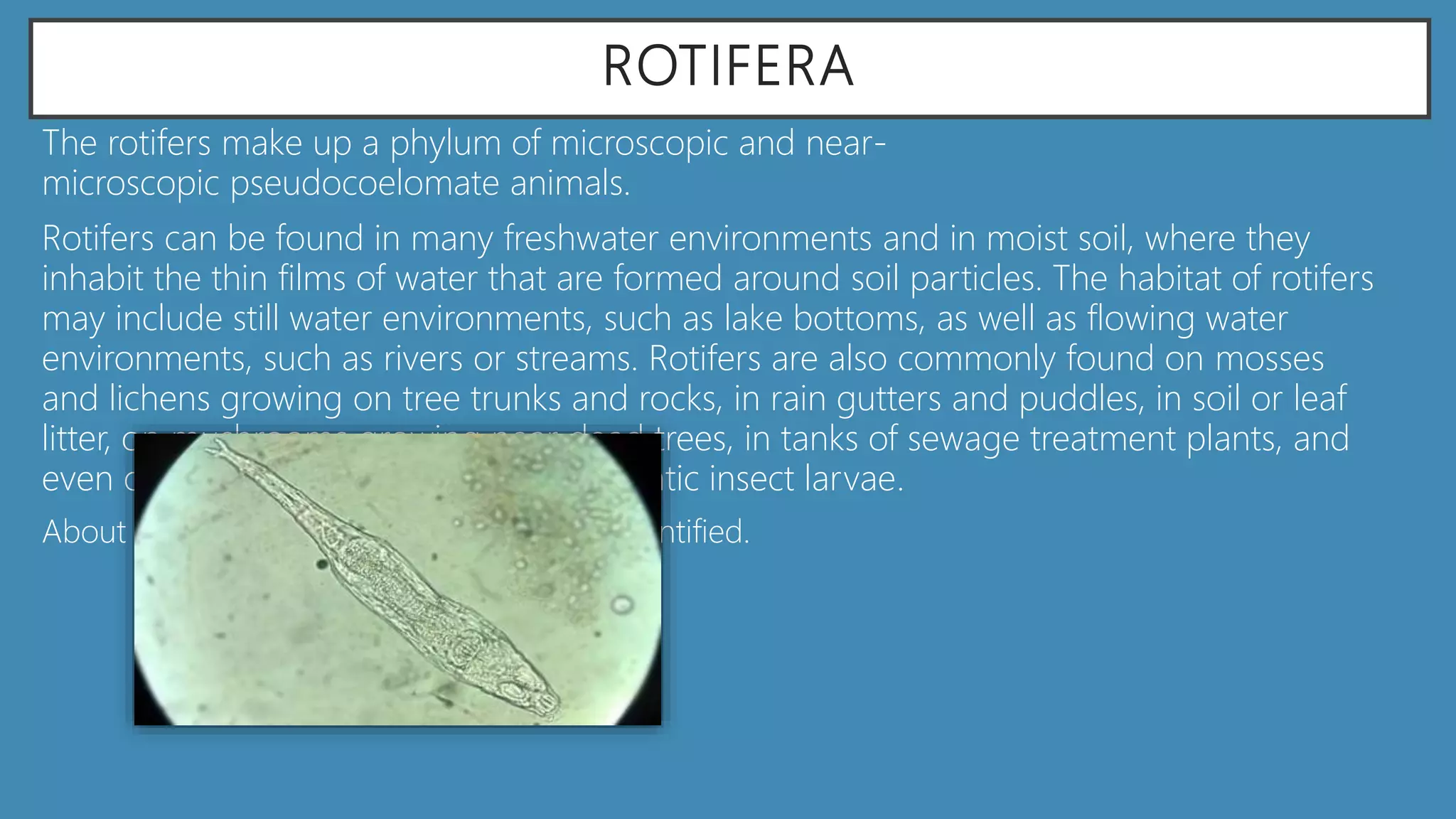 Rotifera,acanthocephala powerpoint presentation | PPTX