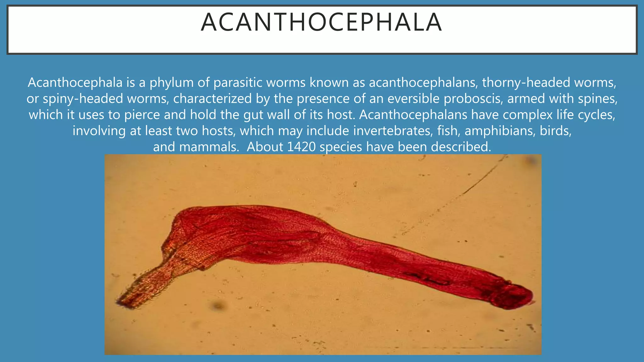 Rotifera,acanthocephala powerpoint presentation | PPTX