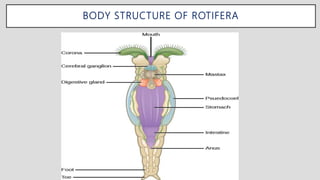 Rotifera,acanthocephala powerpoint presentation | PPTX