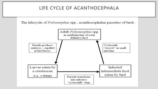 Rotifera,acanthocephala | PPT