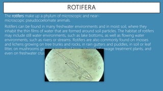 Rotifera,acanthocephala | PPT