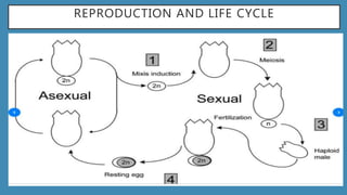 Rotifera,acanthocephala | PPT