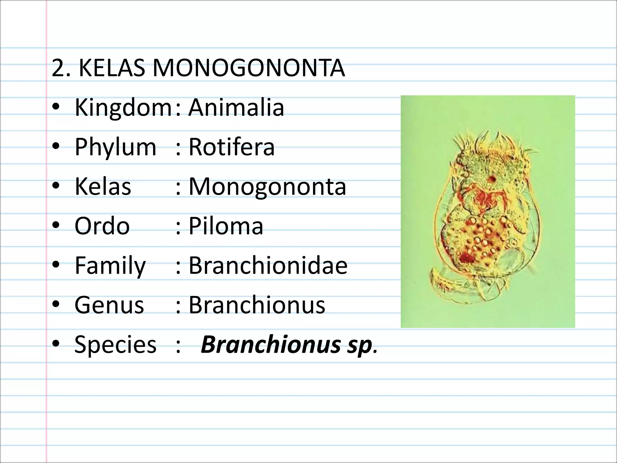 Rotifera di perairan payau dan laut | PPTX