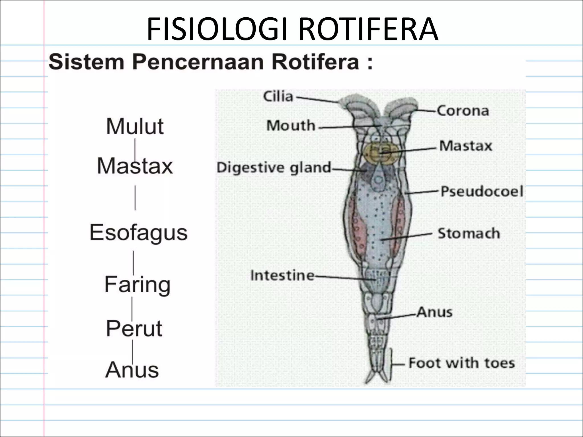 Rotifera di perairan payau dan laut | PPTX