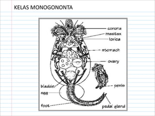 Rotifera di perairan payau dan laut | PPTX