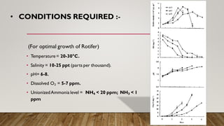 ROTIFER CULTURE- By Md Shorab Alam | PDF