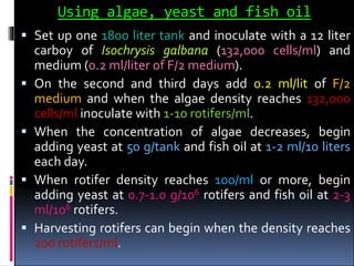 Rotifer culture | PPTX