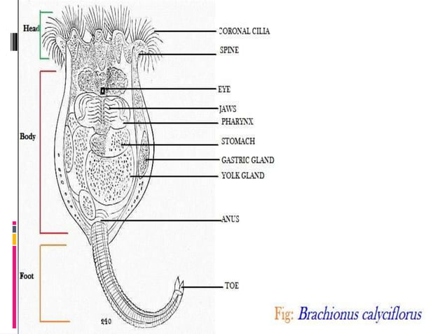 Rotifer culture | PPTX | Fish and Aquariums | Pets