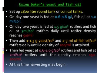 Rotifer culture | PPTX