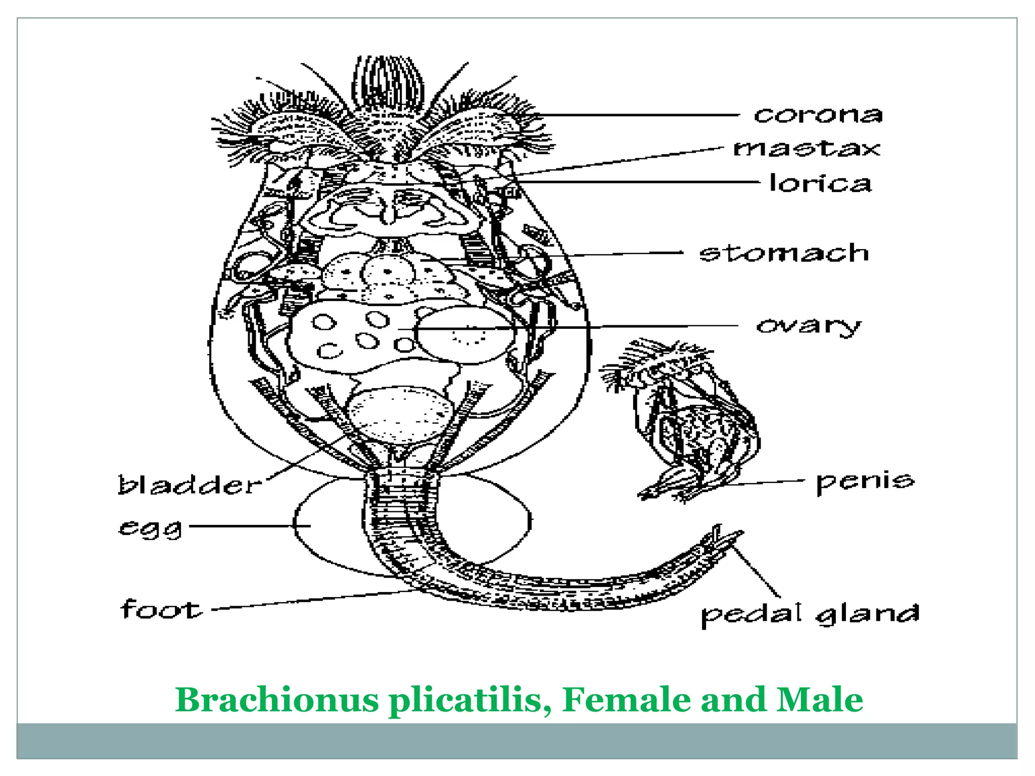 Culture Of Rotifers | PPTX