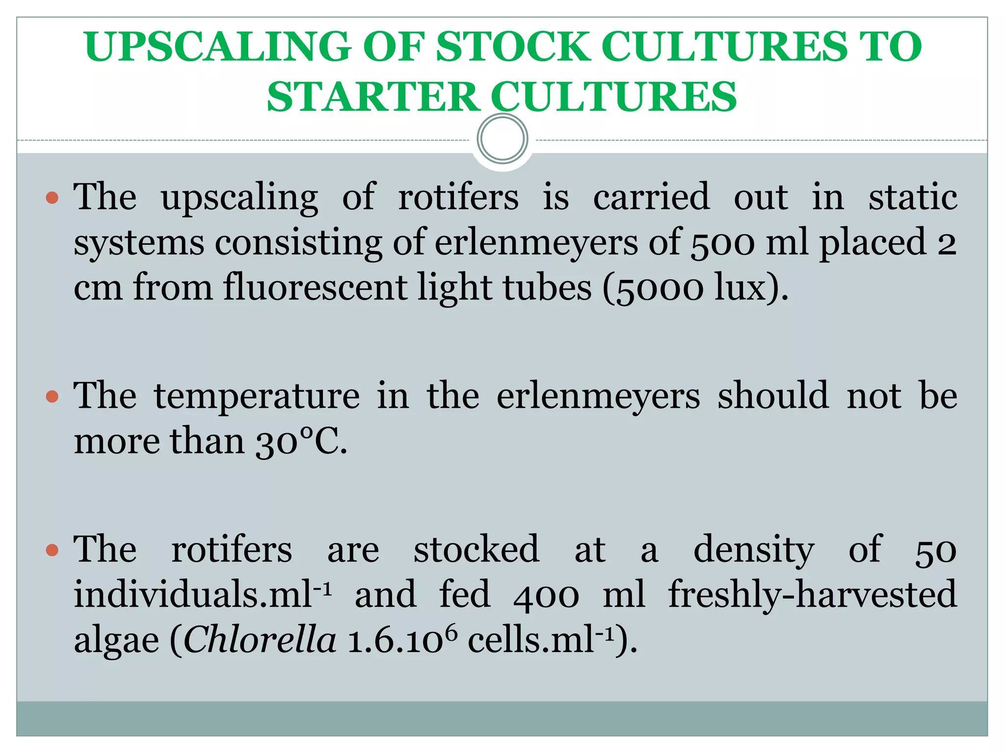 Culture Of Rotifers | PPTX