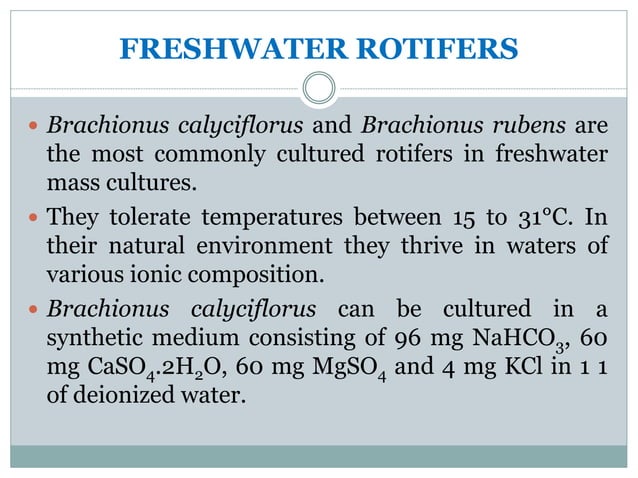 Culture Of Rotifers | PPTX