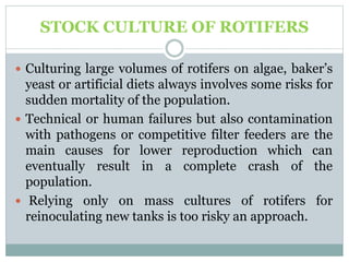 Culture Of Rotifers | PPTX