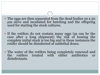 Culture Of Rotifers | PPTX